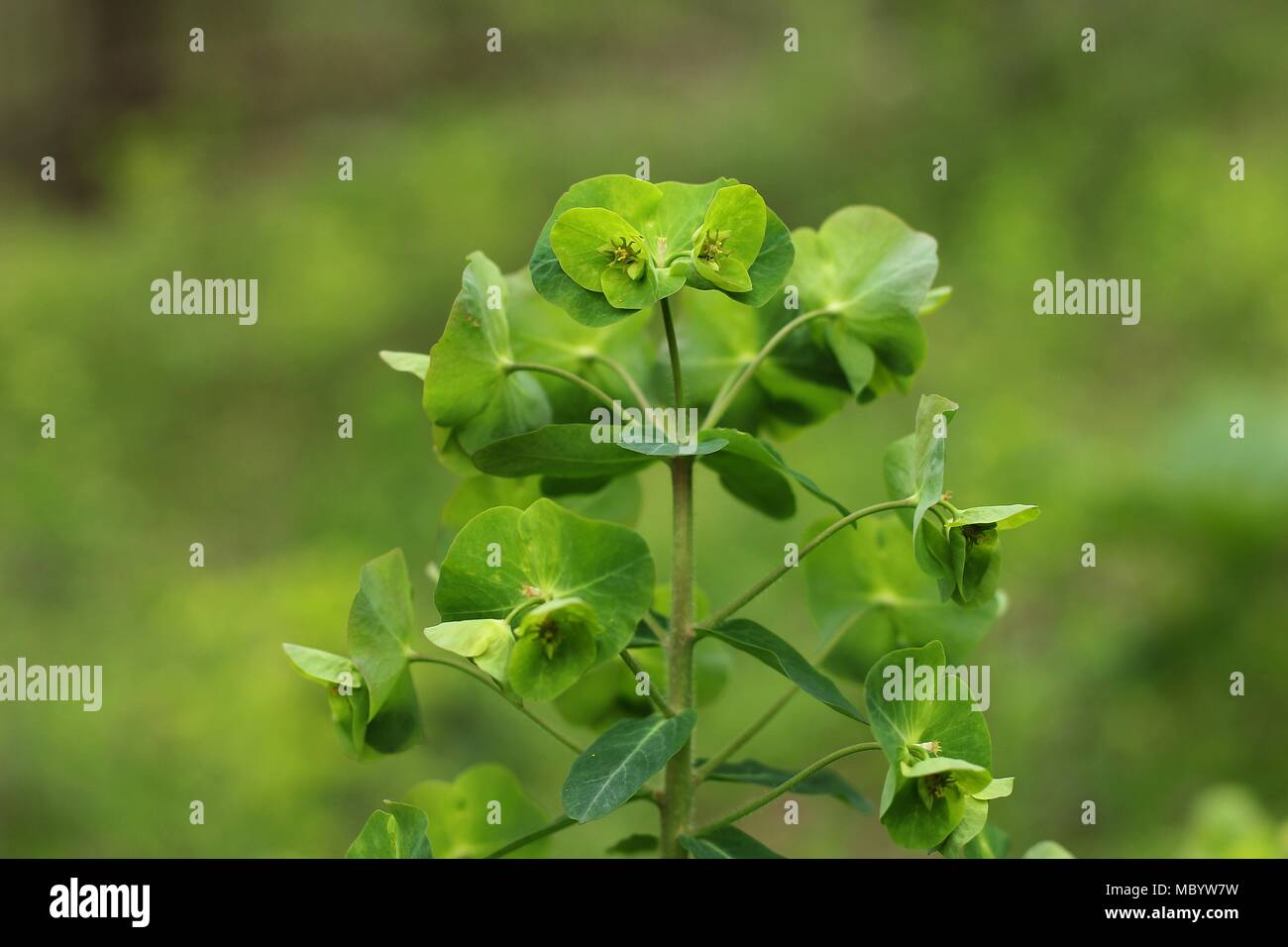 Euphorbia amygdalodies hi-res stock photography and images - Alamy
