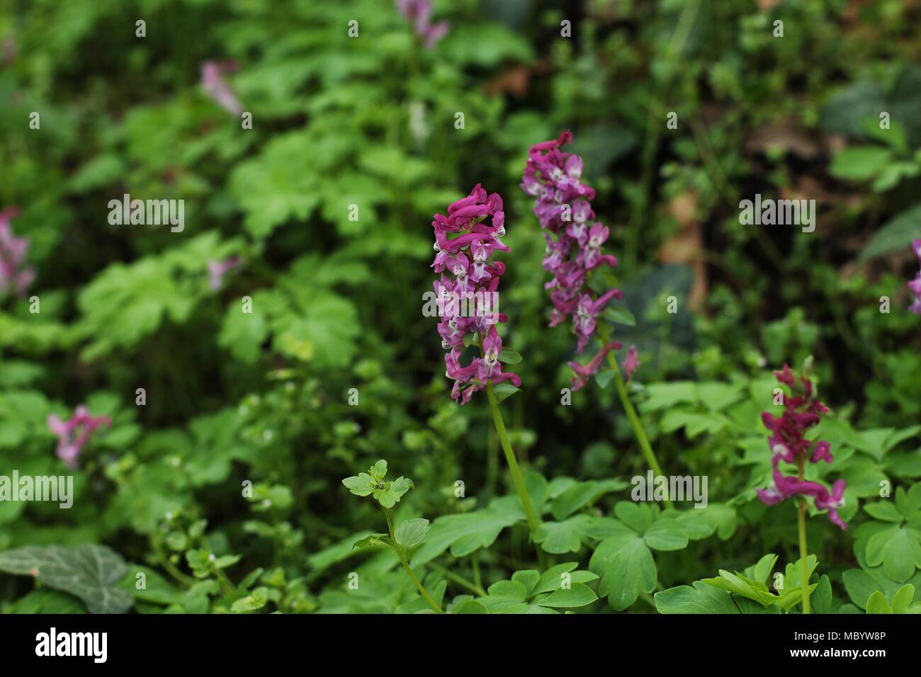 Purple flowers of Corydalis cava in the temperate serbian forest Stock ...