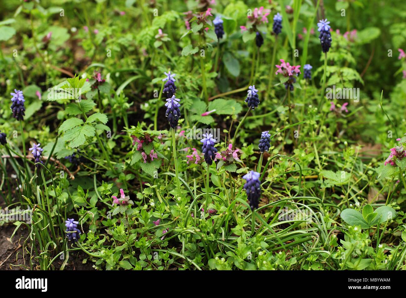 Dark violet flowers of grape hyacinth - Muscari neglectum Stock Photo ...