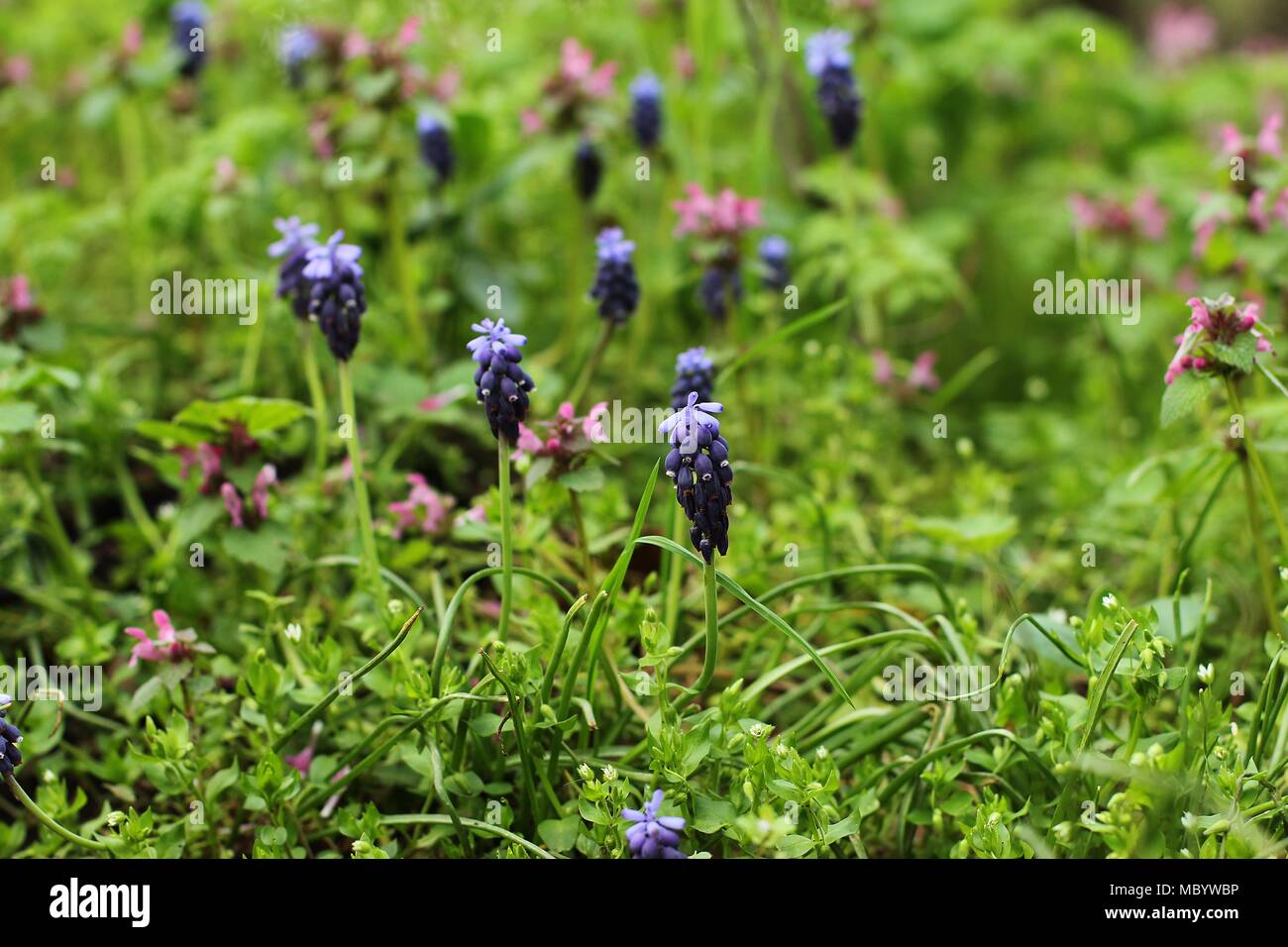 Dark violet flowers of grape hyacinth - Muscari neglectum Stock Photo ...