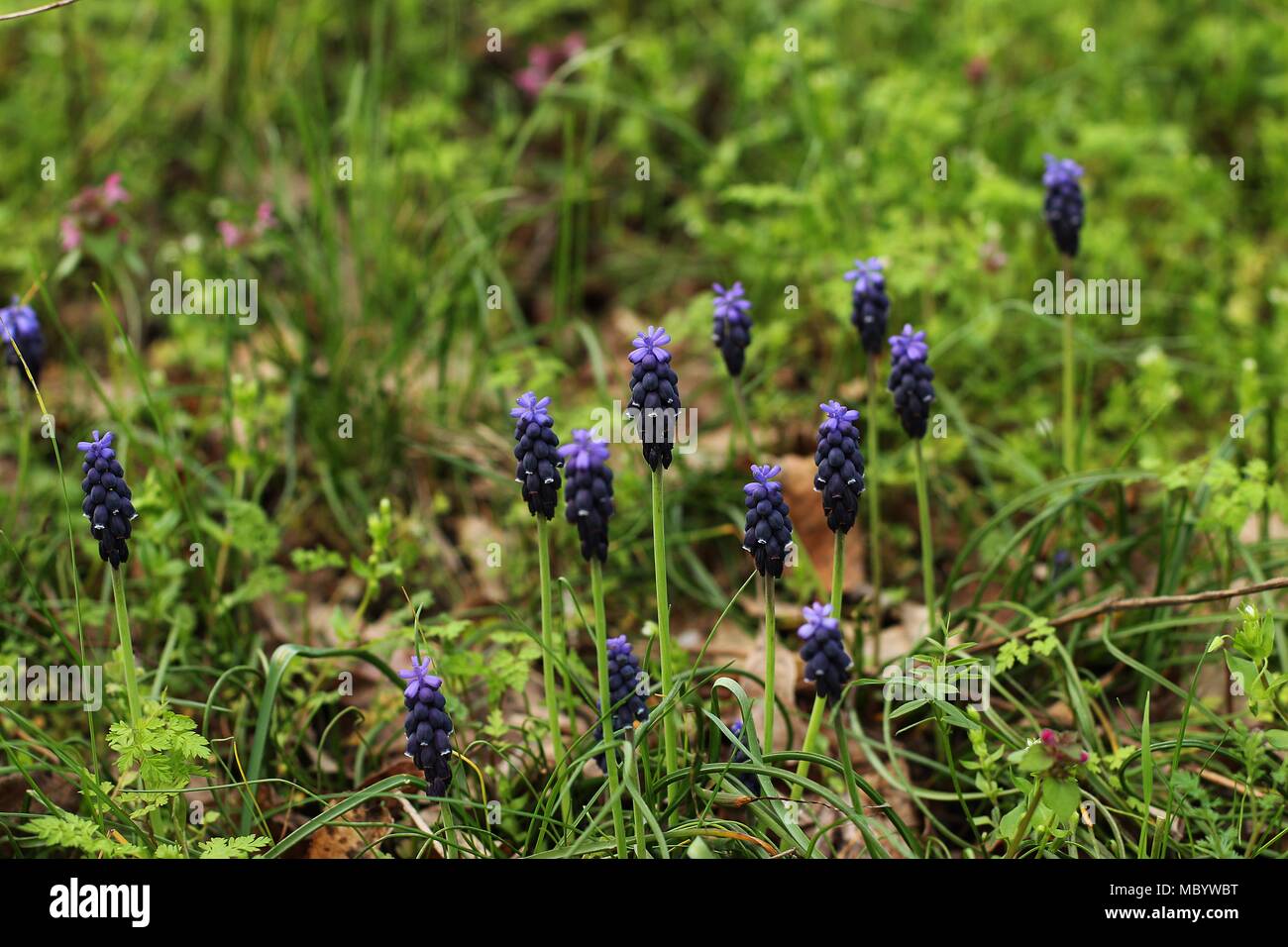 Dark violet flowers of grape hyacinth - Muscari neglectum Stock Photo ...