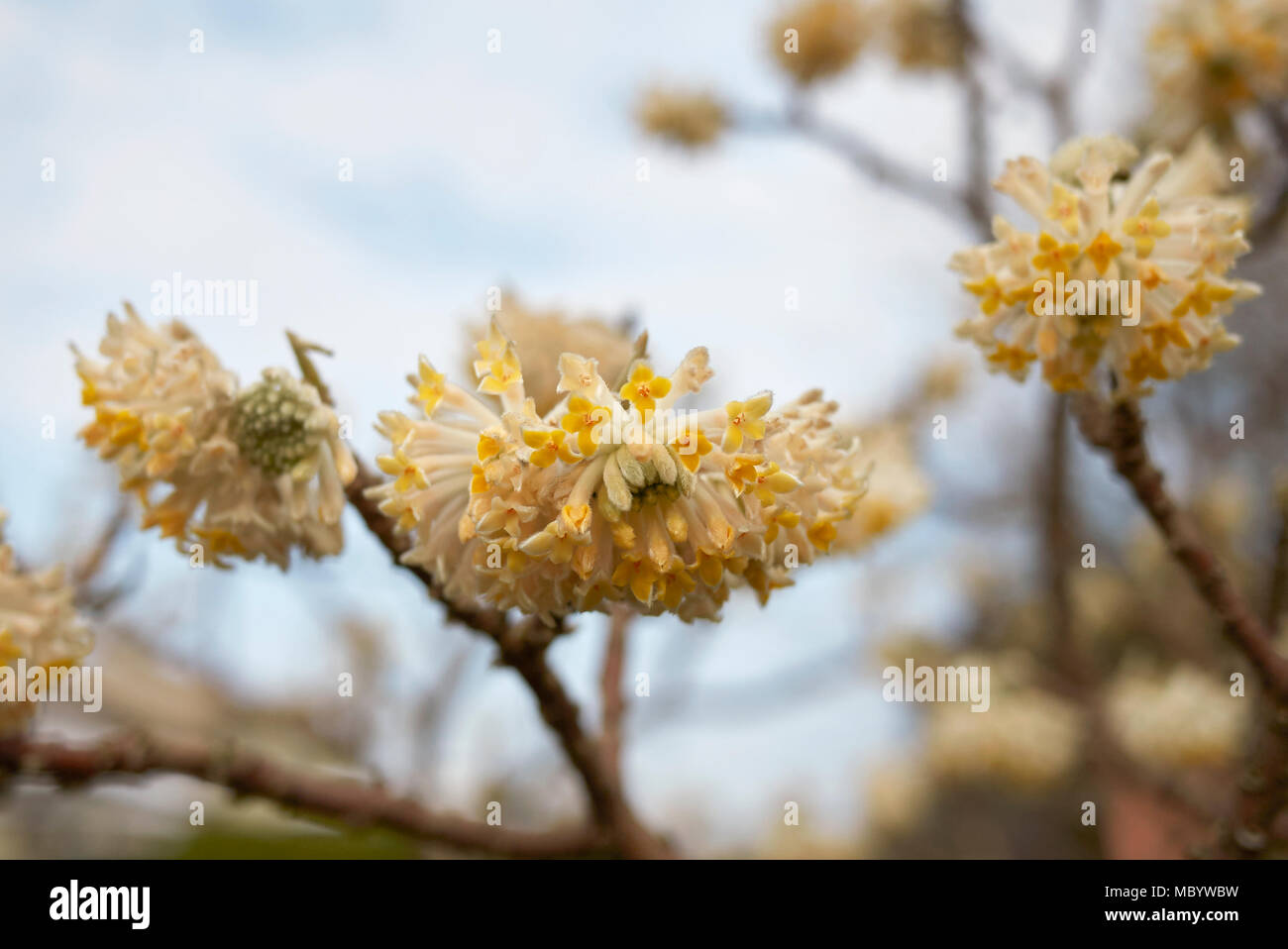Mitsumata Stock Photos & Mitsumata Stock Images - Alamy