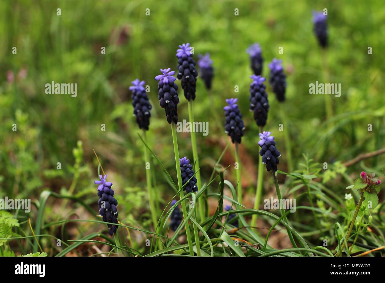 Dark violet flowers of grape hyacinth - Muscari neglectum Stock Photo ...