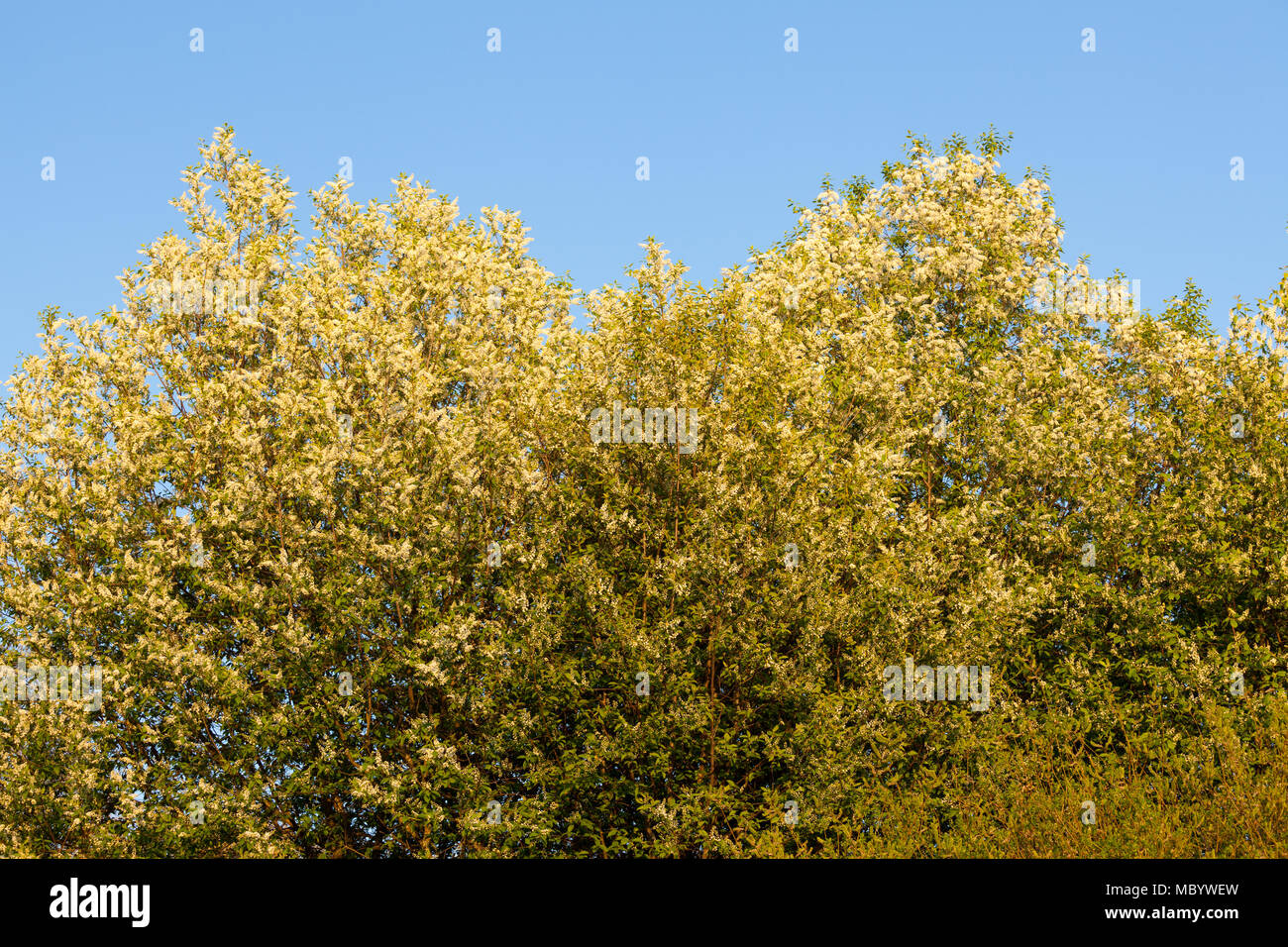Hackberry tree flowers hi-res stock photography and images - Alamy