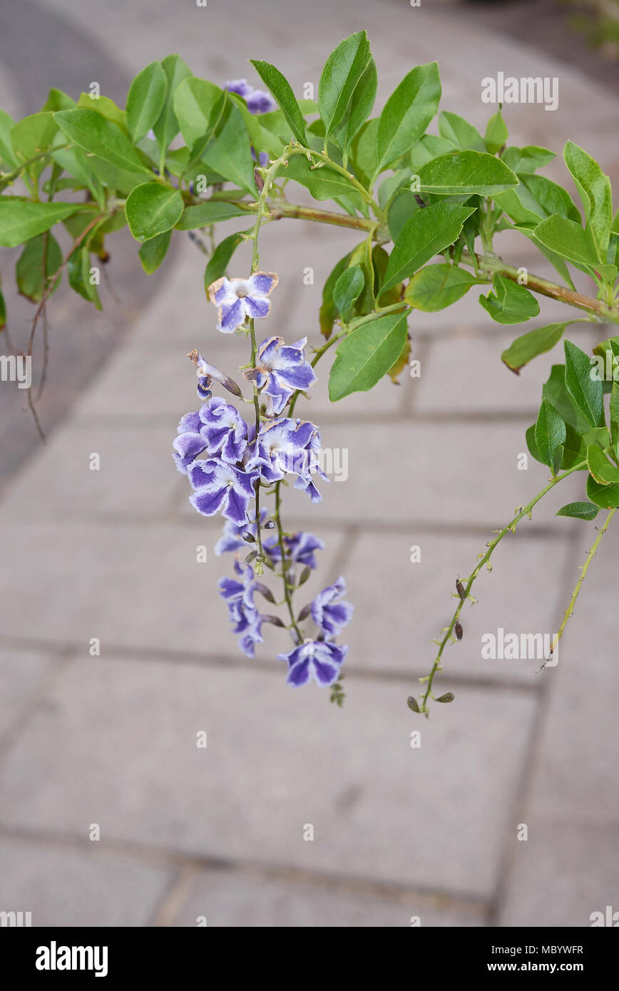 Duranta erecta leaves hi-res stock photography and images - Alamy