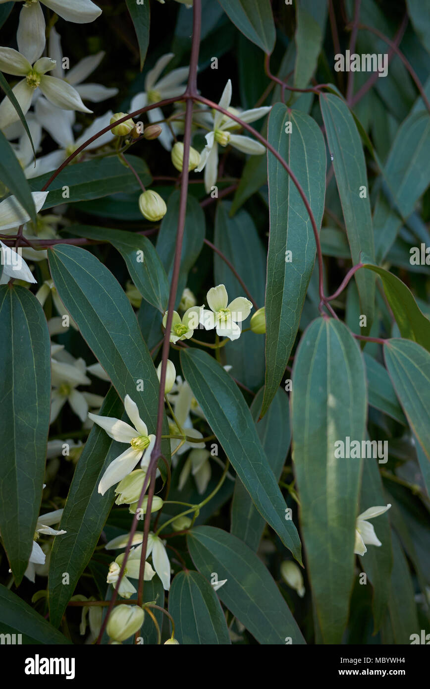 Clematis armandii white inflorescence Stock Photo - Alamy
