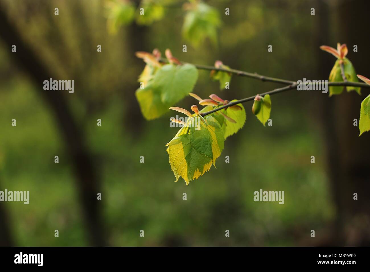 Young lime tree hi-res stock photography and images - Alamy