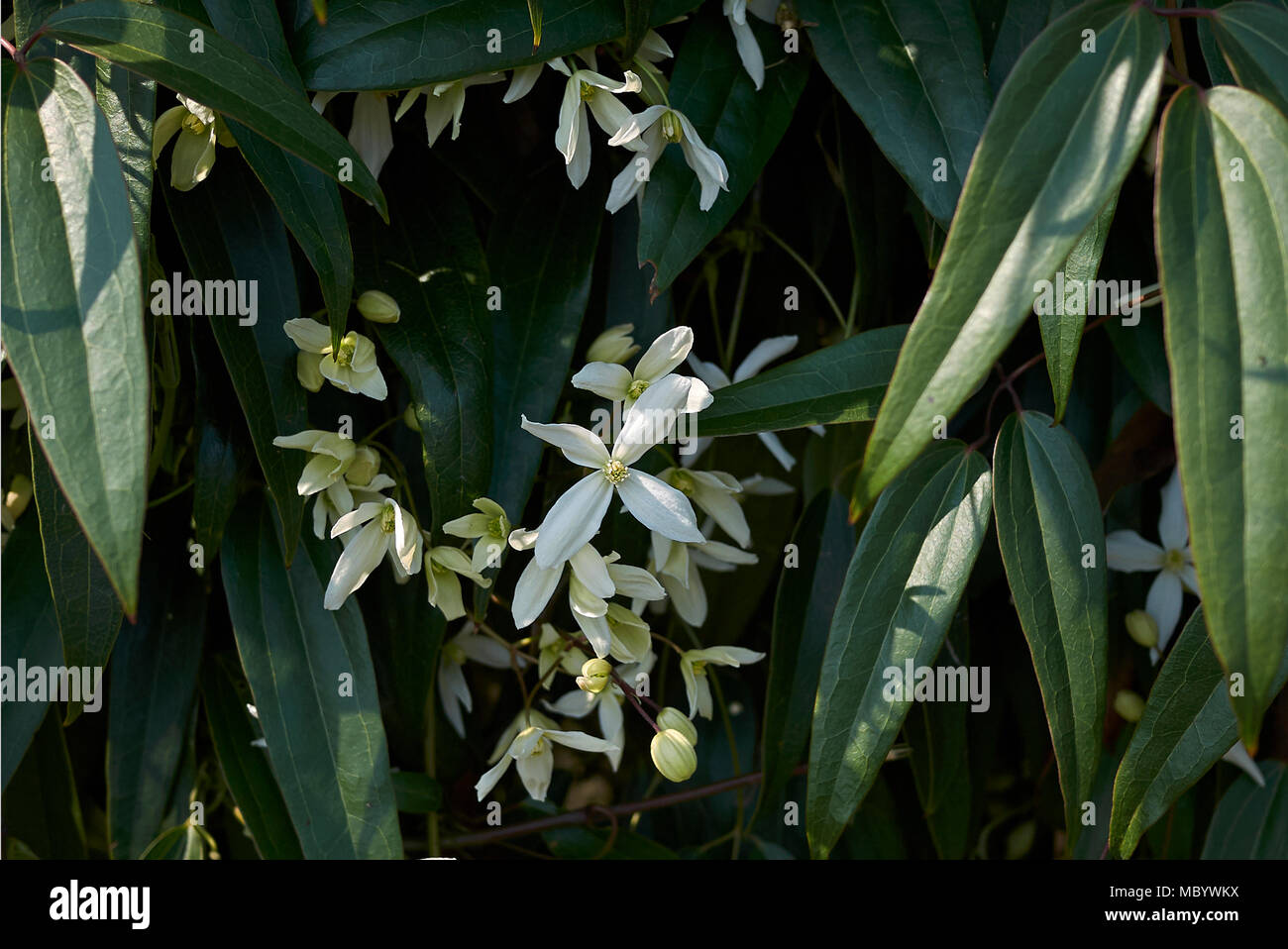 Clematis armandii white inflorescence Stock Photo - Alamy