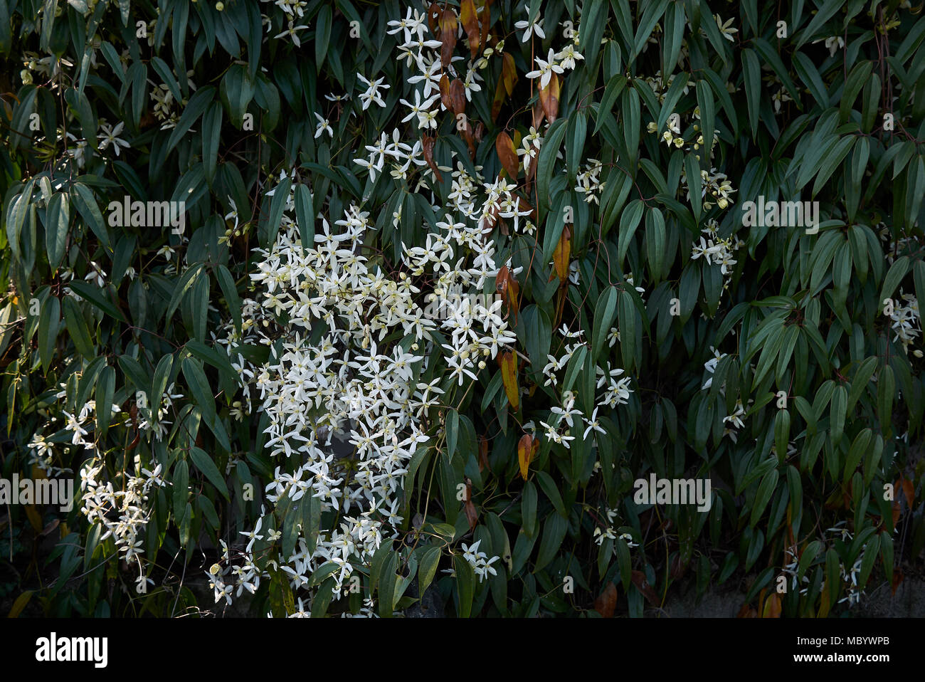 Clematis armandii white inflorescence Stock Photo - Alamy
