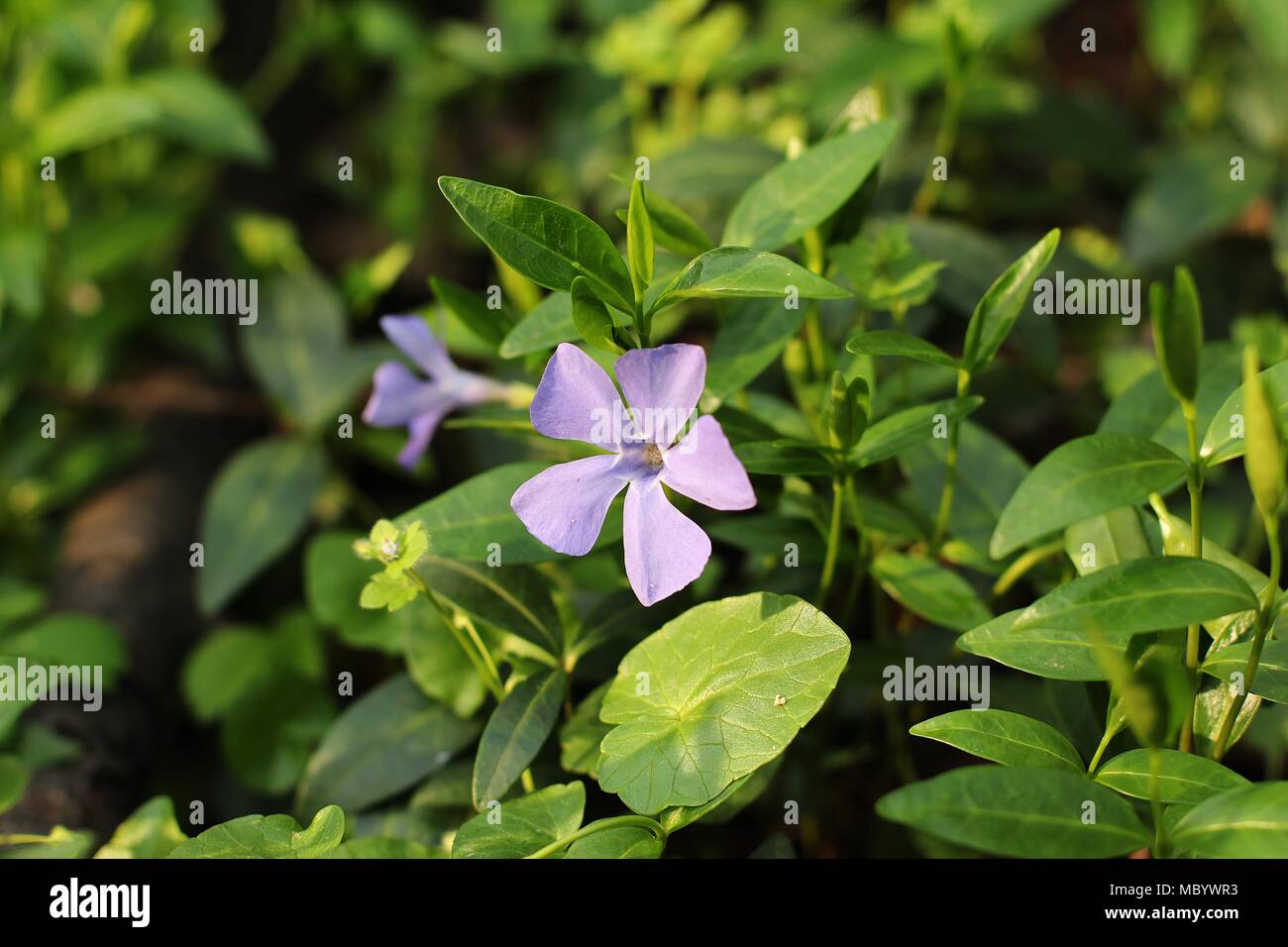 Violet flower of Vinca minor in the forest Stock Photo - Alamy