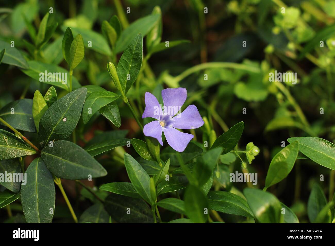Violet flower of Vinca minor in the forest Stock Photo - Alamy