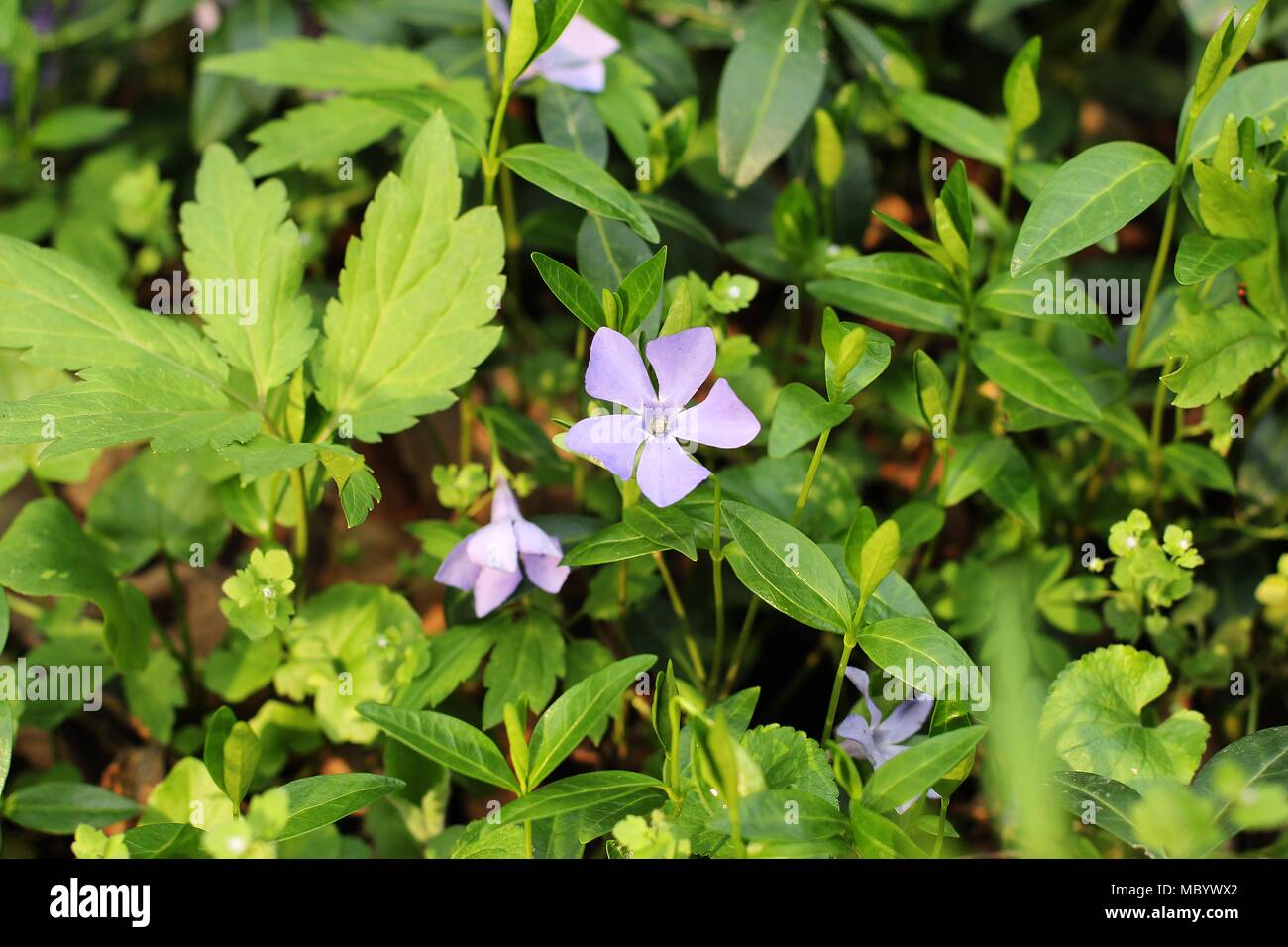 Violet flower of Vinca minor in the forest Stock Photo - Alamy