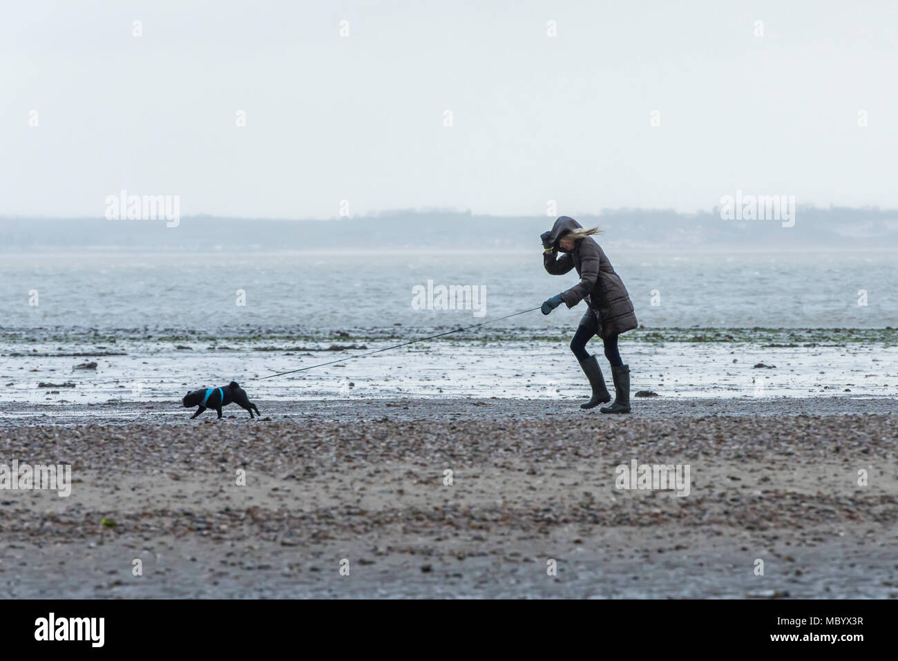 One woman walking her dog on a windy day in Tankerton, near Whitstable ...