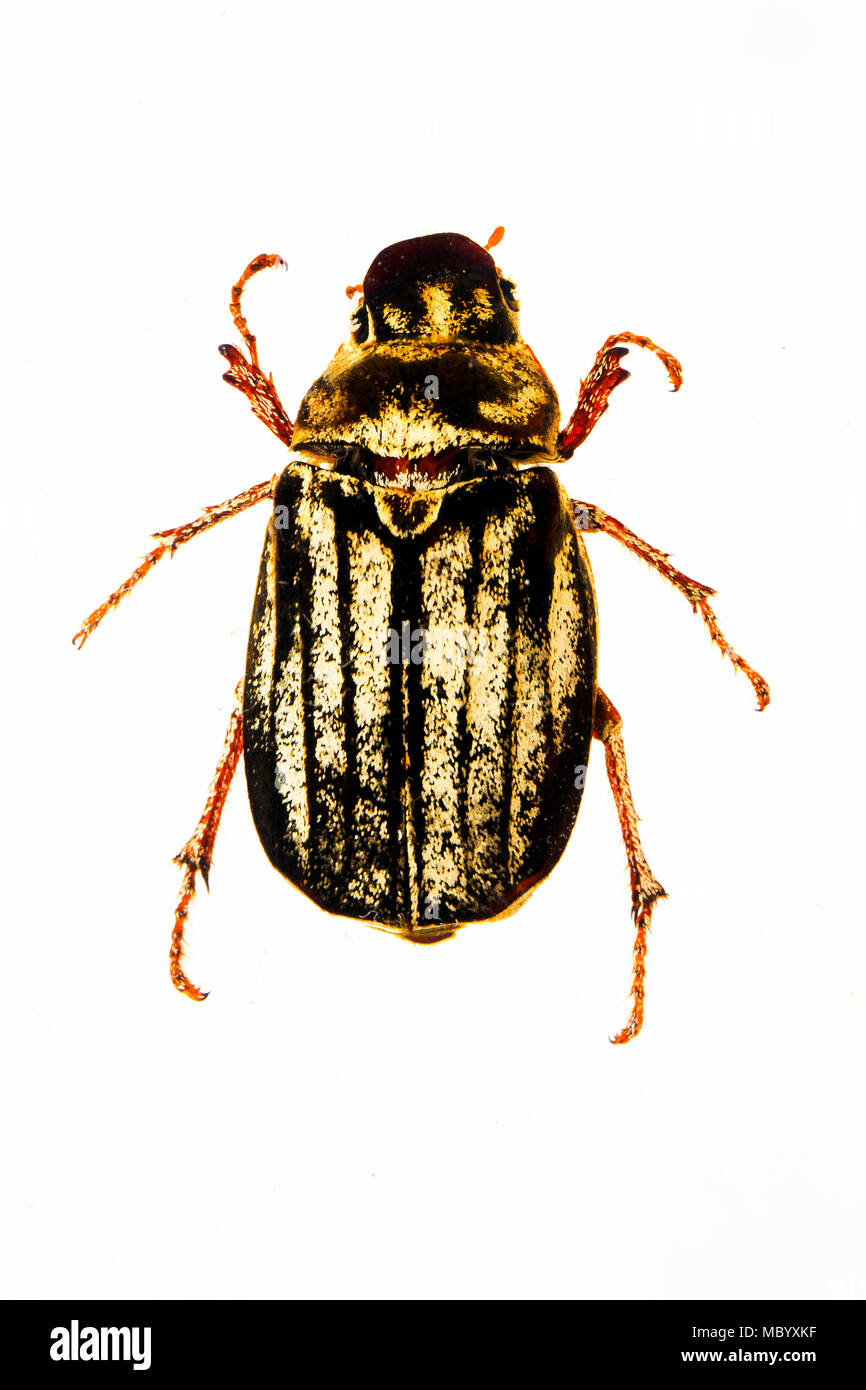 Macro photography beetle hi-res stock photography and images - Alamy