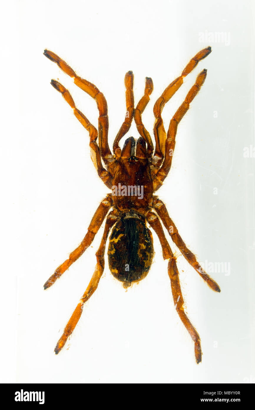 Vertical shot tarantula spider hi-res stock photography and images - Alamy