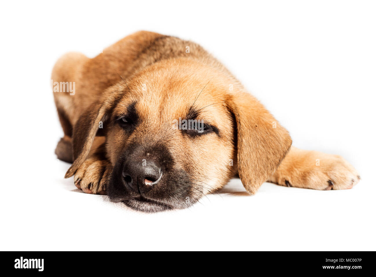 little cute mestizo puppy on white background Stock Photo - Alamy