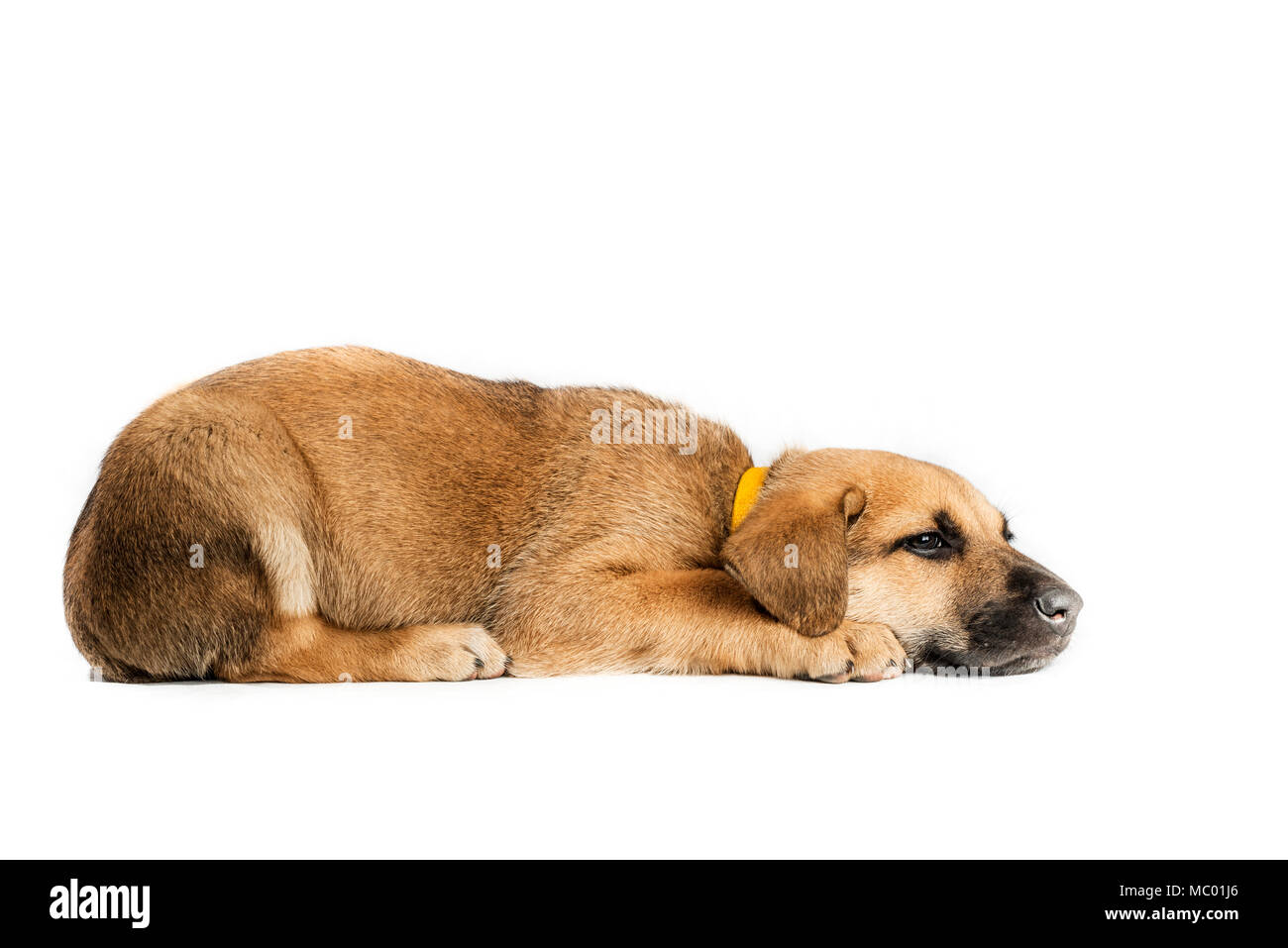 little cute mestizo puppy on white background Stock Photo - Alamy