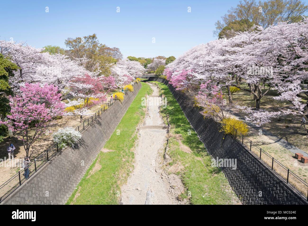 Showa Memorial Park, Tachikawa and Akishima City, Tokyo, Japan Stock ...
