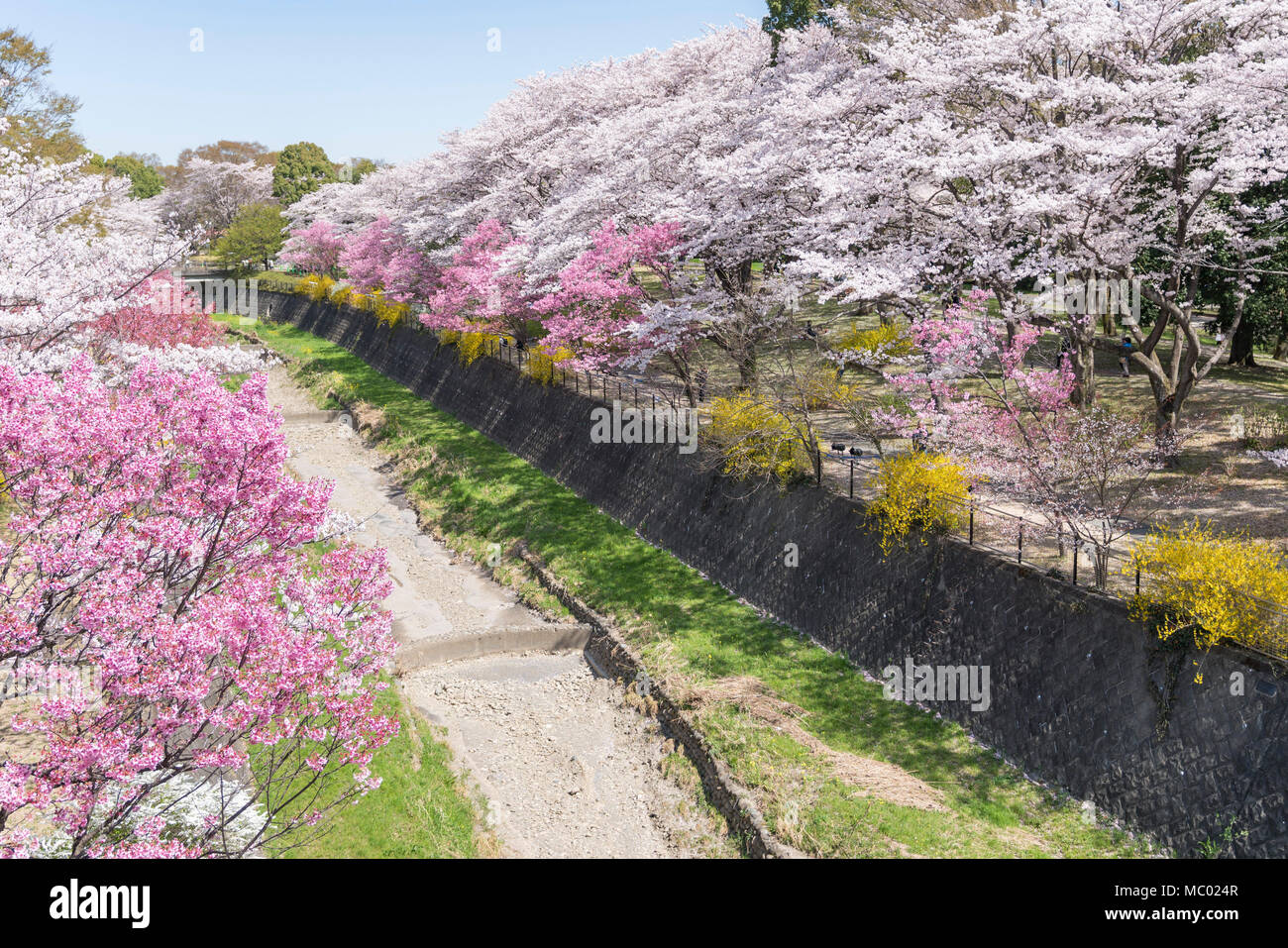 Showa Memorial Park, Tachikawa and Akishima City, Tokyo, Japan Stock ...