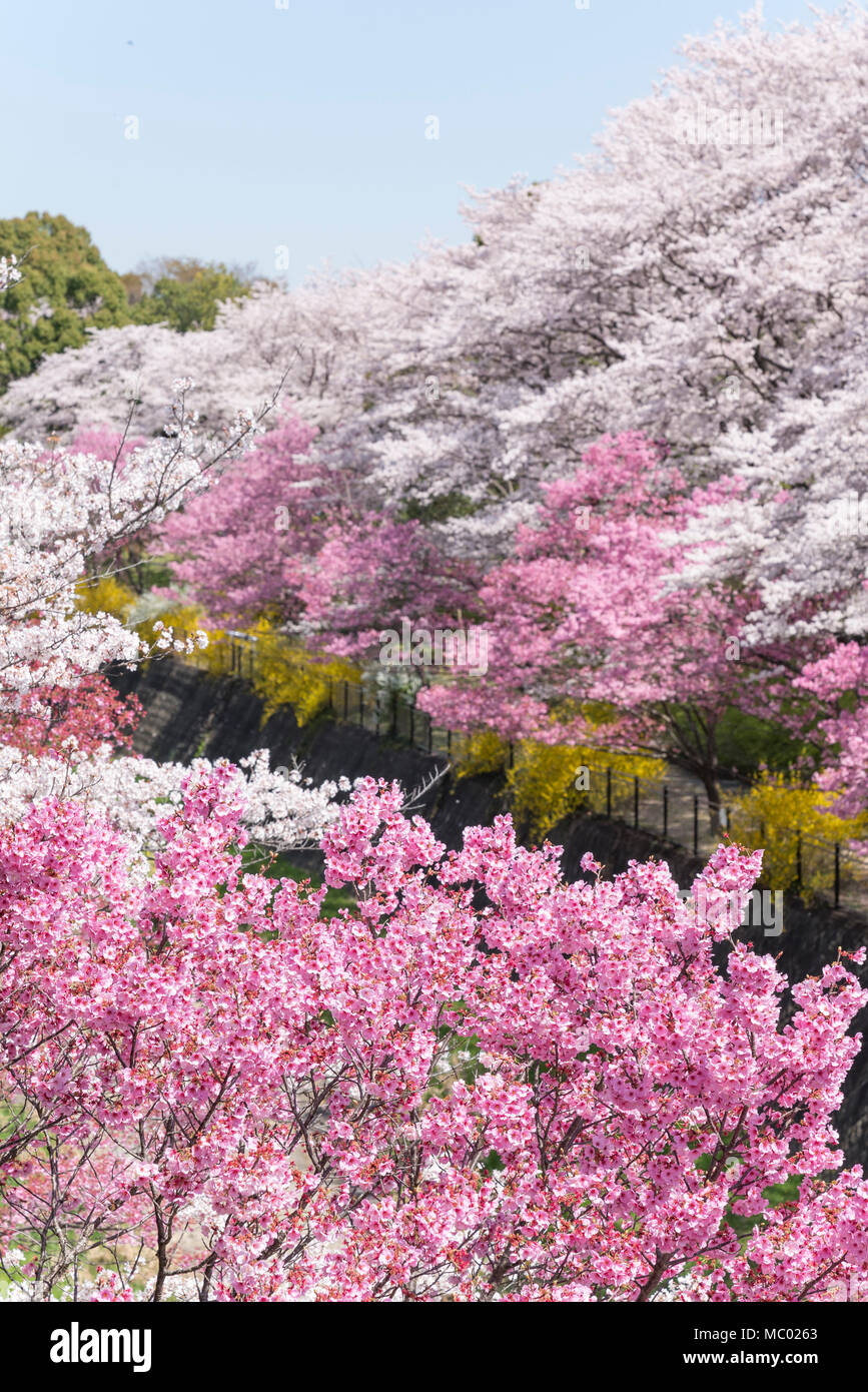 Showa Memorial Park, Tachikawa and Akishima City, Tokyo, Japan Stock ...