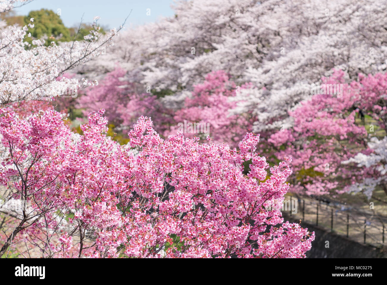 Showa Memorial Park, Tachikawa and Akishima City, Tokyo, Japan Stock ...