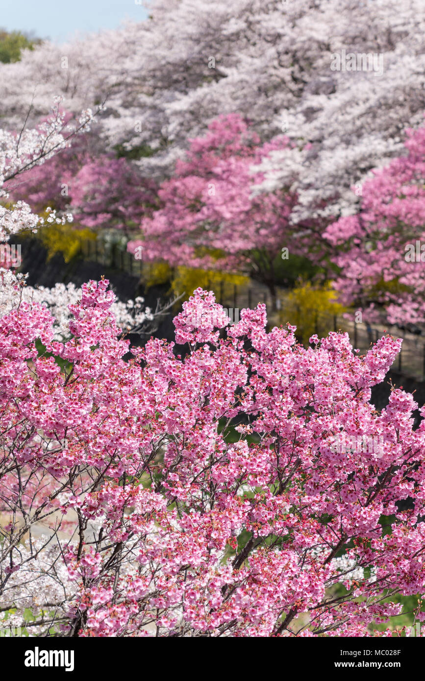 Showa Memorial Park, Tachikawa and Akishima City, Tokyo, Japan Stock ...