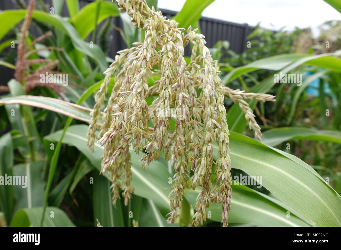 Corn anthers hi-res stock photography and images - Alamy