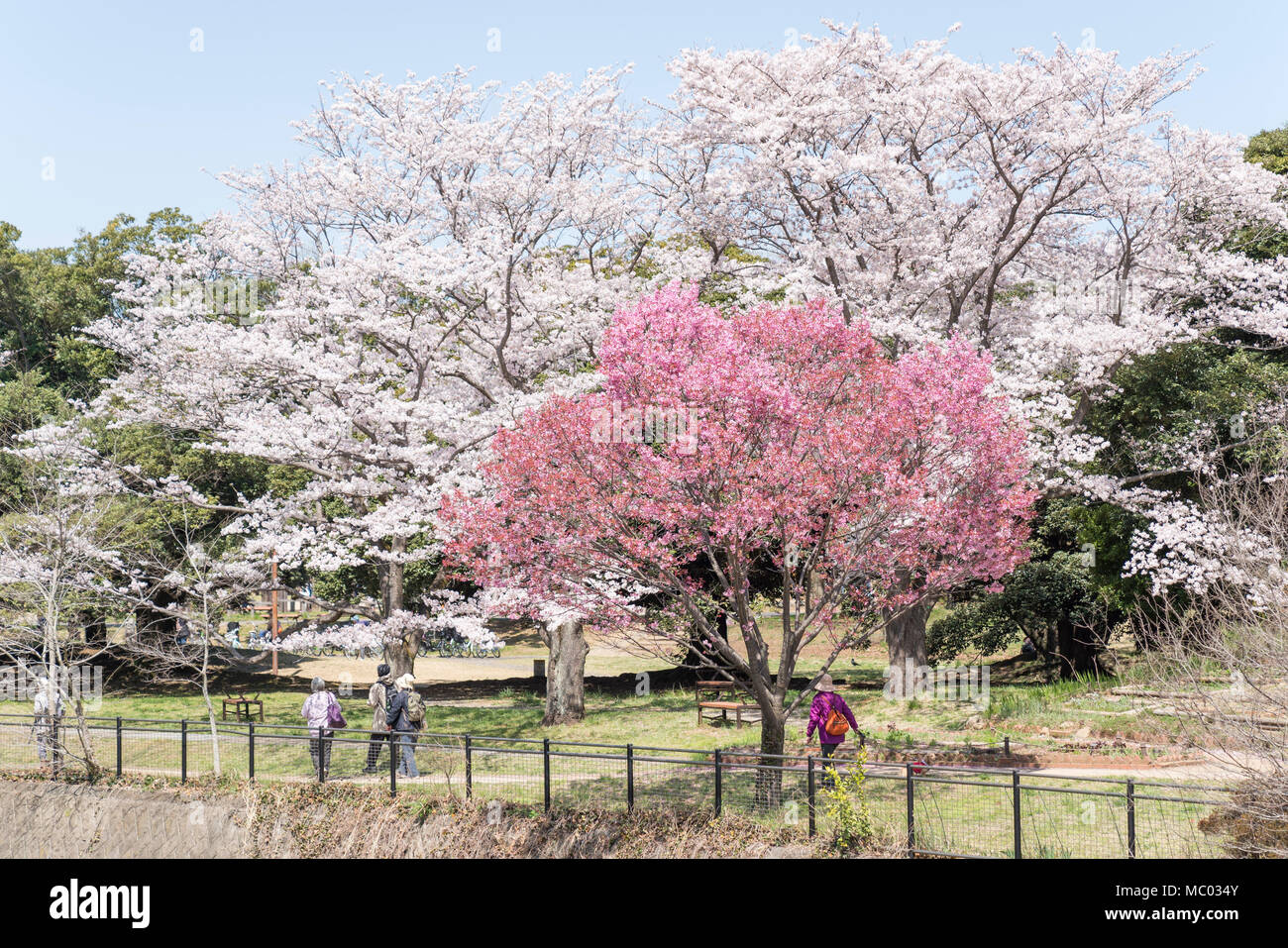 Showa Memorial Park, Tachikawa and Akishima City, Tokyo, Japan Stock ...