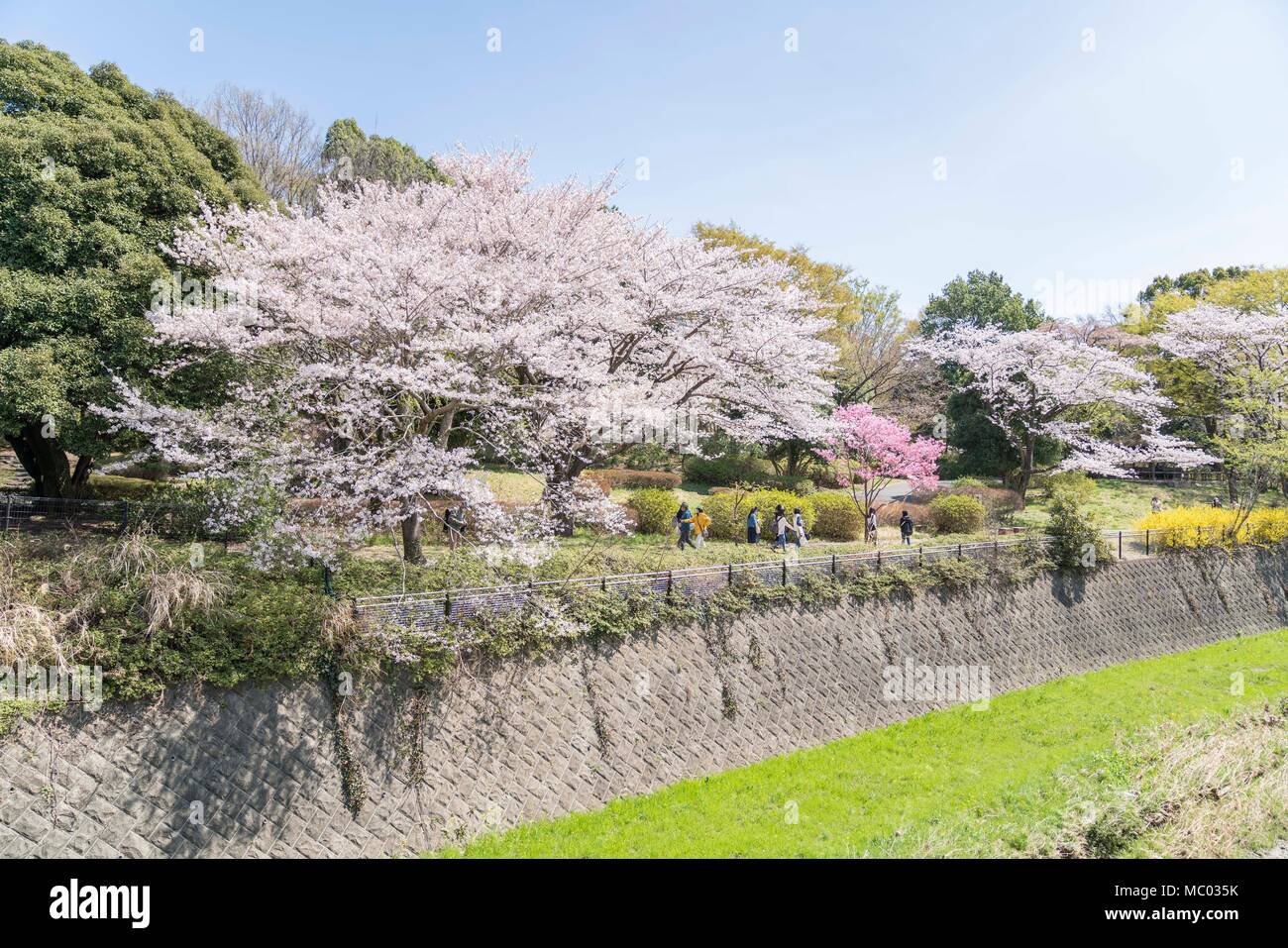 Showa Memorial Park, Tachikawa and Akishima City, Tokyo, Japan Stock ...