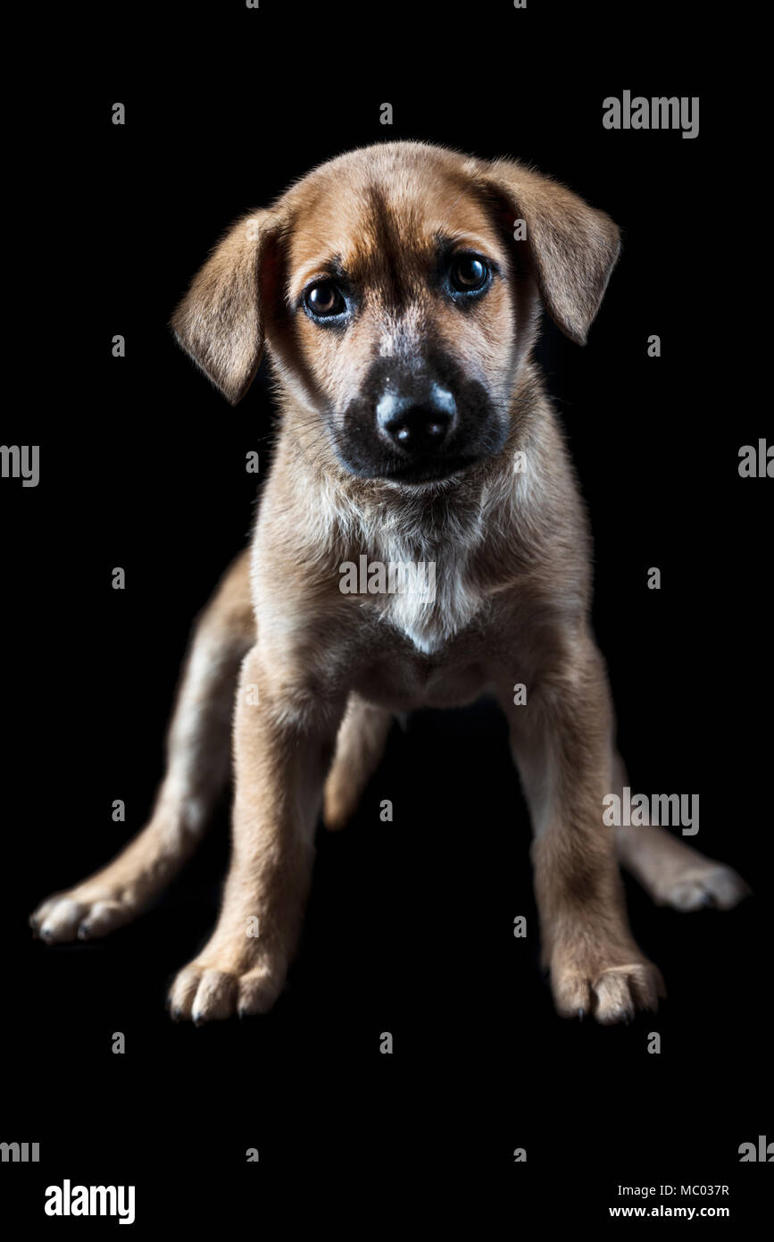 little cute mestizo puppy on black background Stock Photo - Alamy
