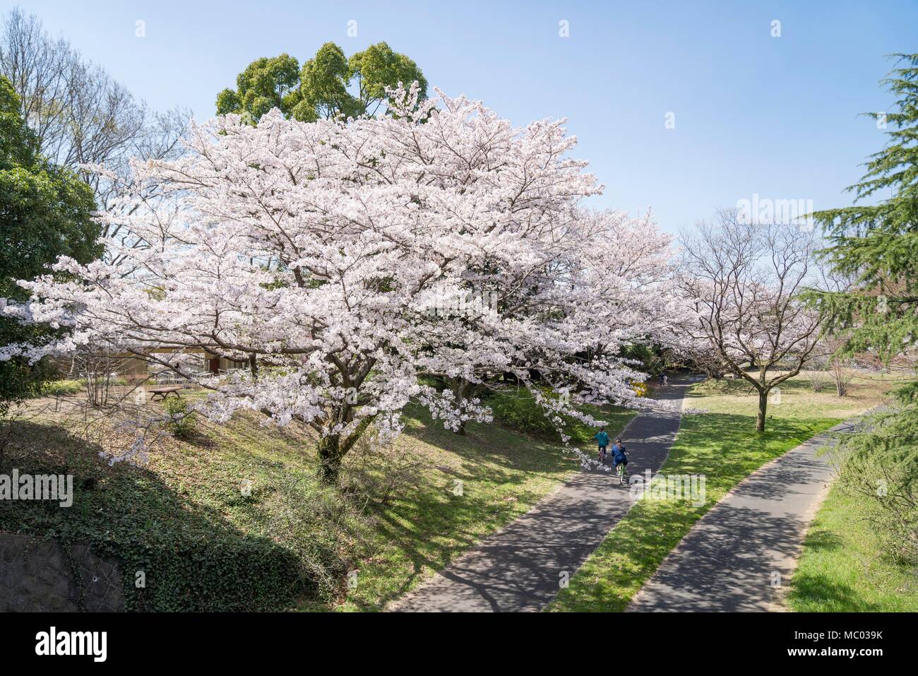 Showa Memorial Park, Tachikawa and Akishima City, Tokyo, Japan Stock ...