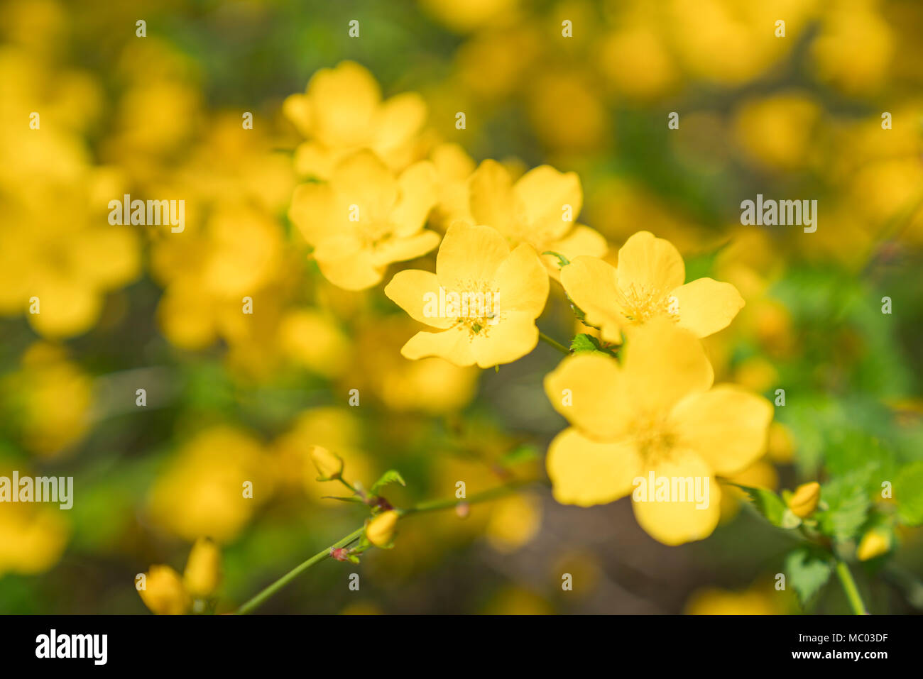 Showa Memorial Park, Tachikawa and Akishima City, Tokyo, Japan Stock ...