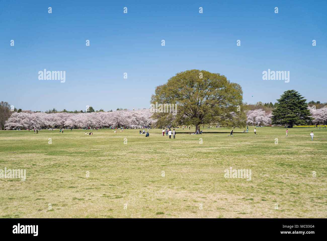 Showa Memorial Park, Tachikawa and Akishima City, Tokyo, Japan Stock ...