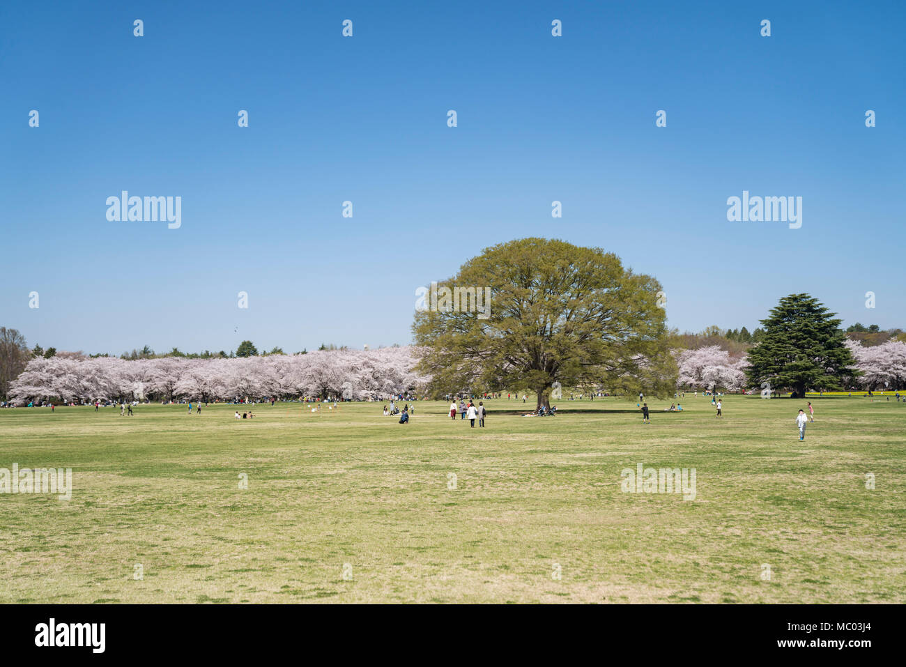 Showa Memorial Park, Tachikawa and Akishima City, Tokyo, Japan Stock ...