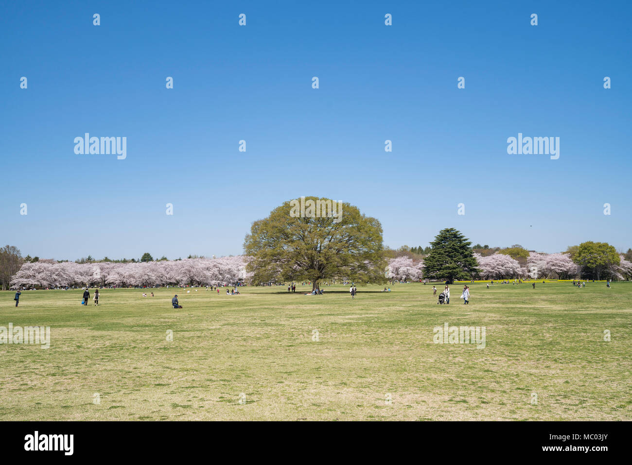 Showa Memorial Park, Tachikawa and Akishima City, Tokyo, Japan Stock ...
