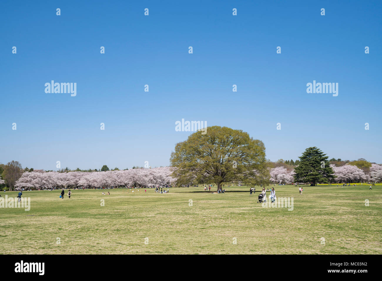 Showa Memorial Park, Tachikawa and Akishima City, Tokyo, Japan Stock ...