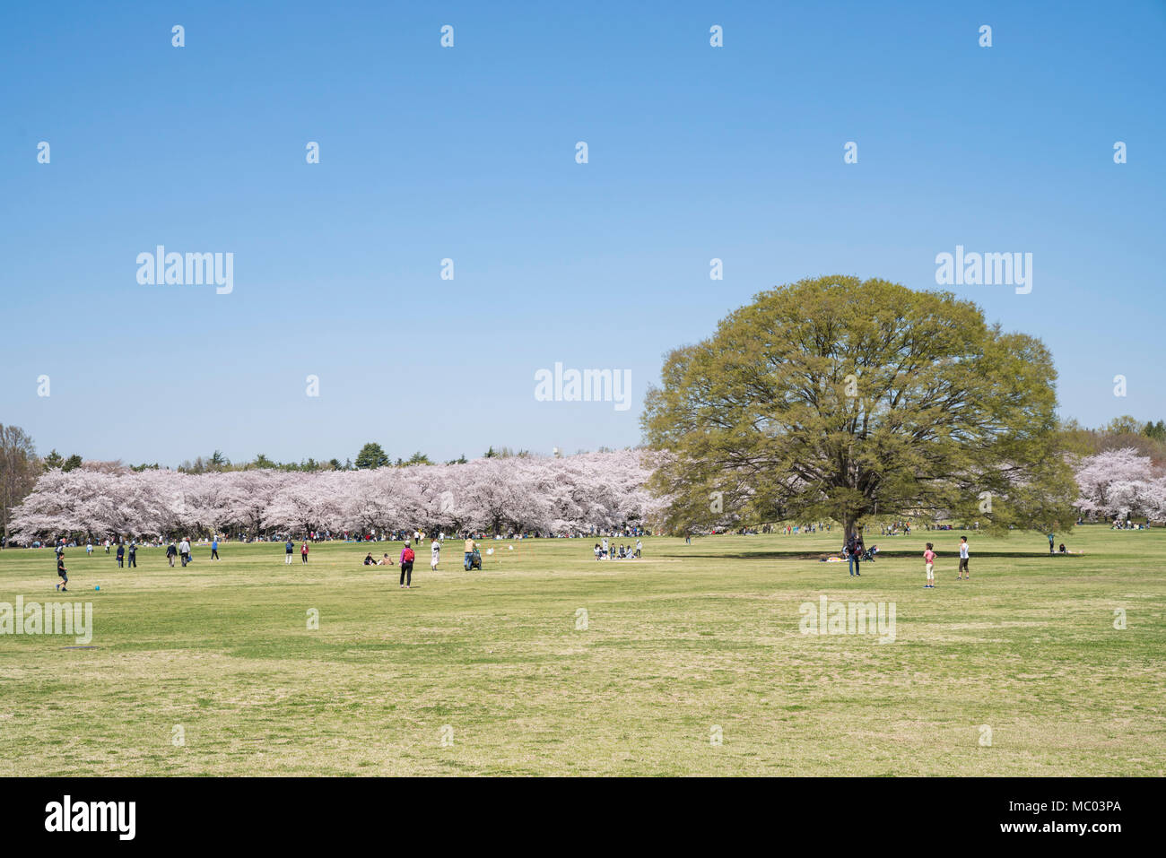 Showa Memorial Park, Tachikawa and Akishima City, Tokyo, Japan Stock ...