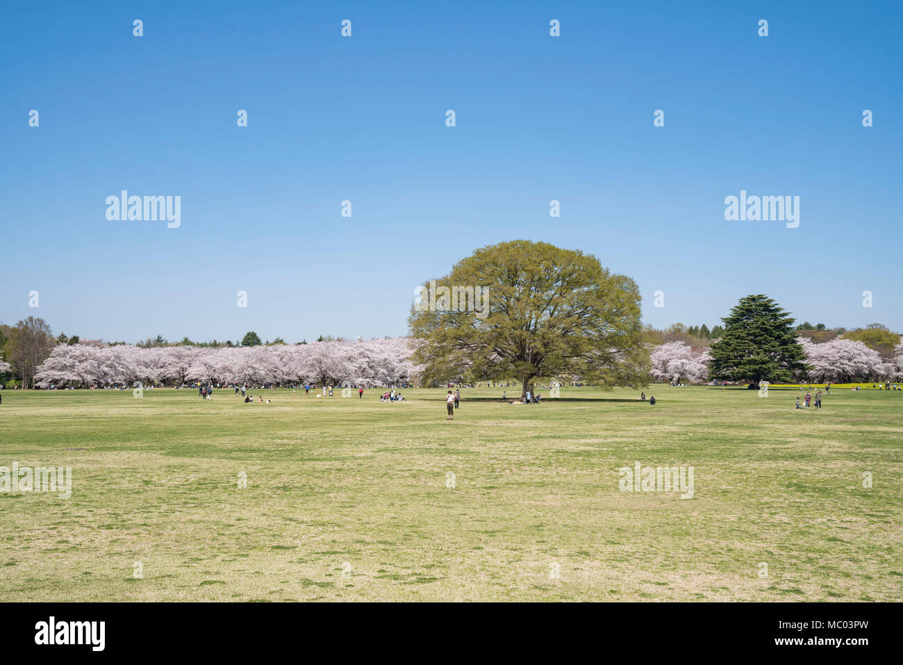 Japanese ceder hi-res stock photography and images - Alamy