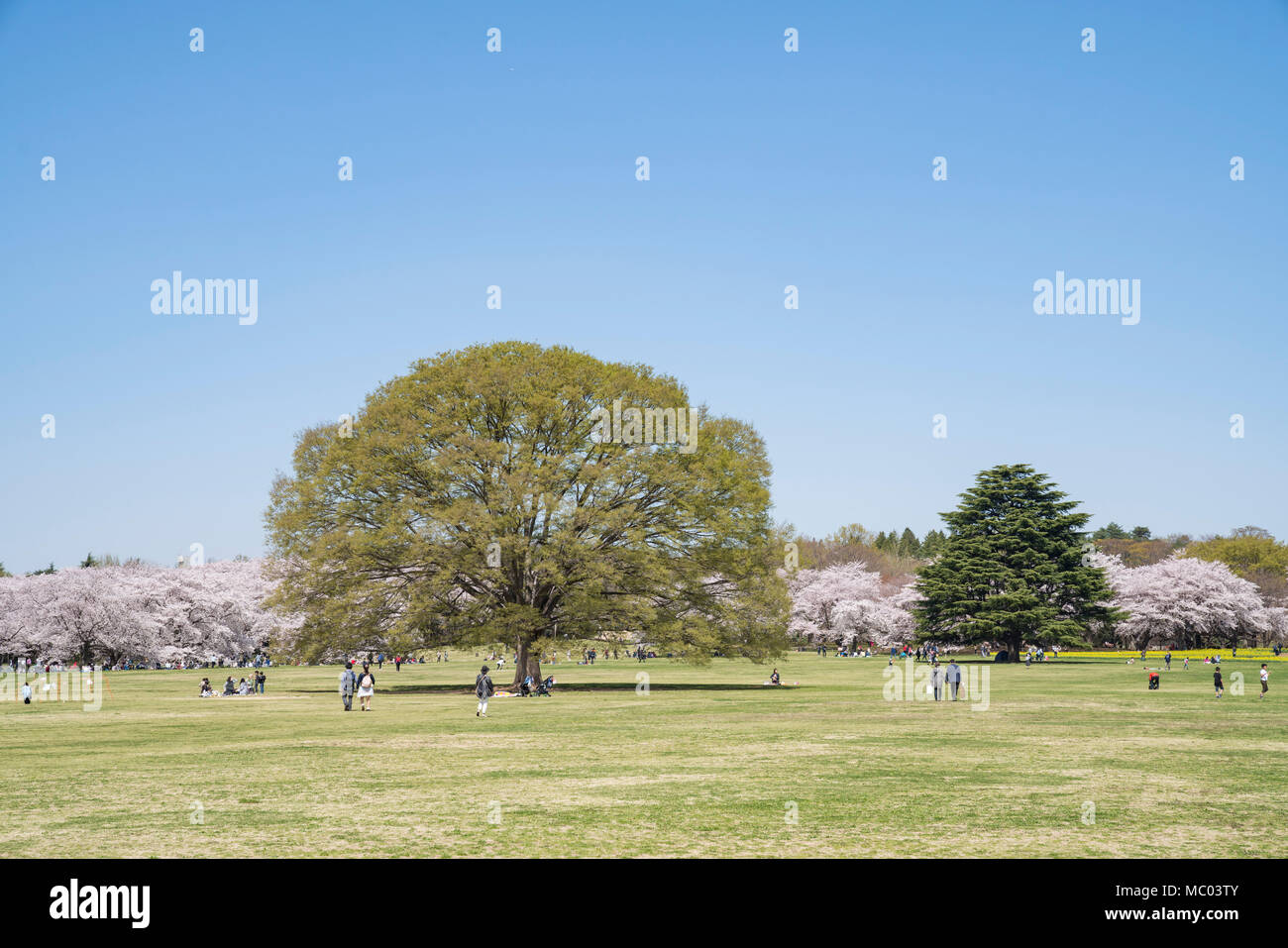 Showa Memorial Park, Tachikawa and Akishima City, Tokyo, Japan Stock ...