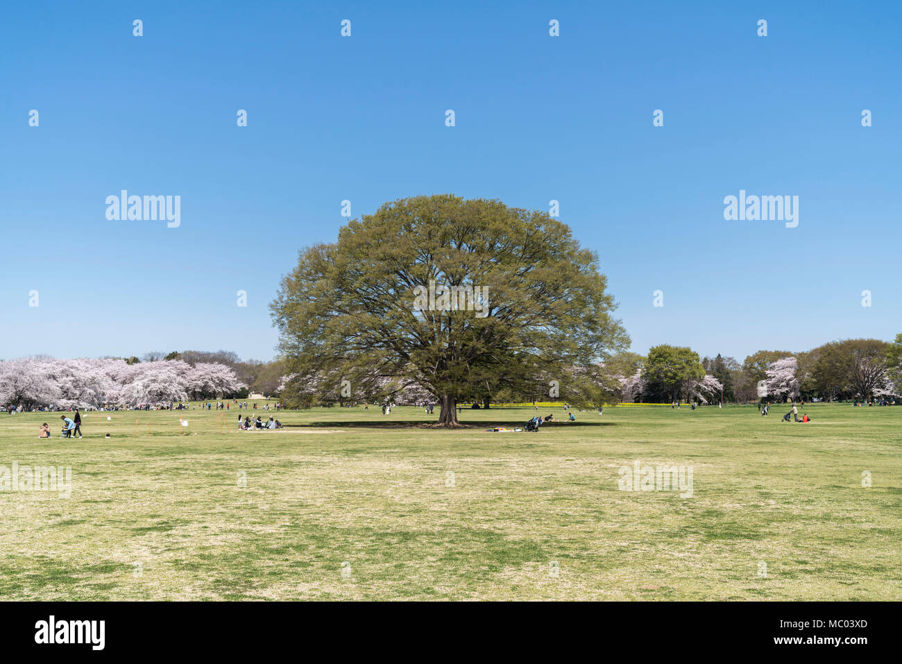 Showa Memorial Park, Tachikawa and Akishima City, Tokyo, Japan Stock ...