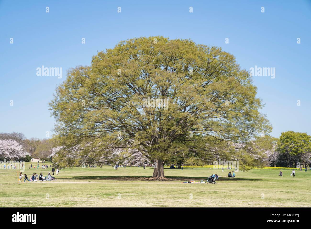 Showa Memorial Park, Tachikawa and Akishima City, Tokyo, Japan Stock ...