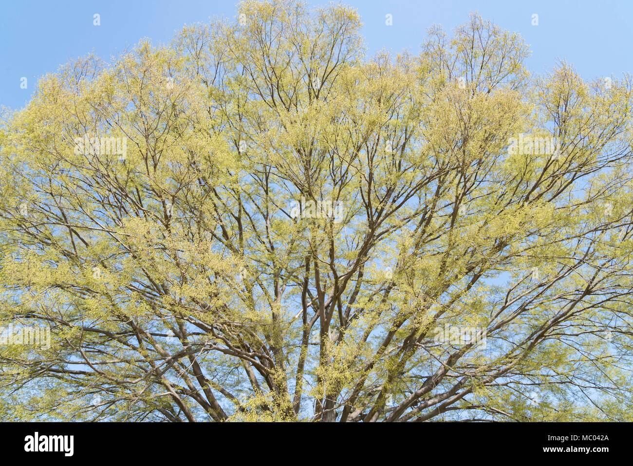 Showa Memorial Park, Tachikawa and Akishima City, Tokyo, Japan Stock ...