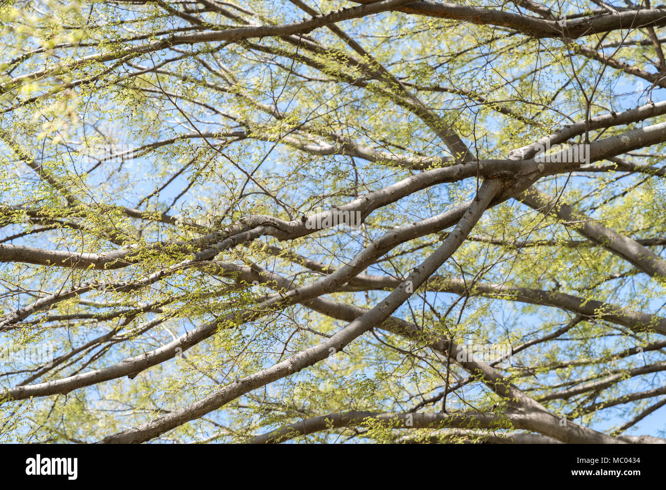 Showa Memorial Park, Tachikawa and Akishima City, Tokyo, Japan Stock ...