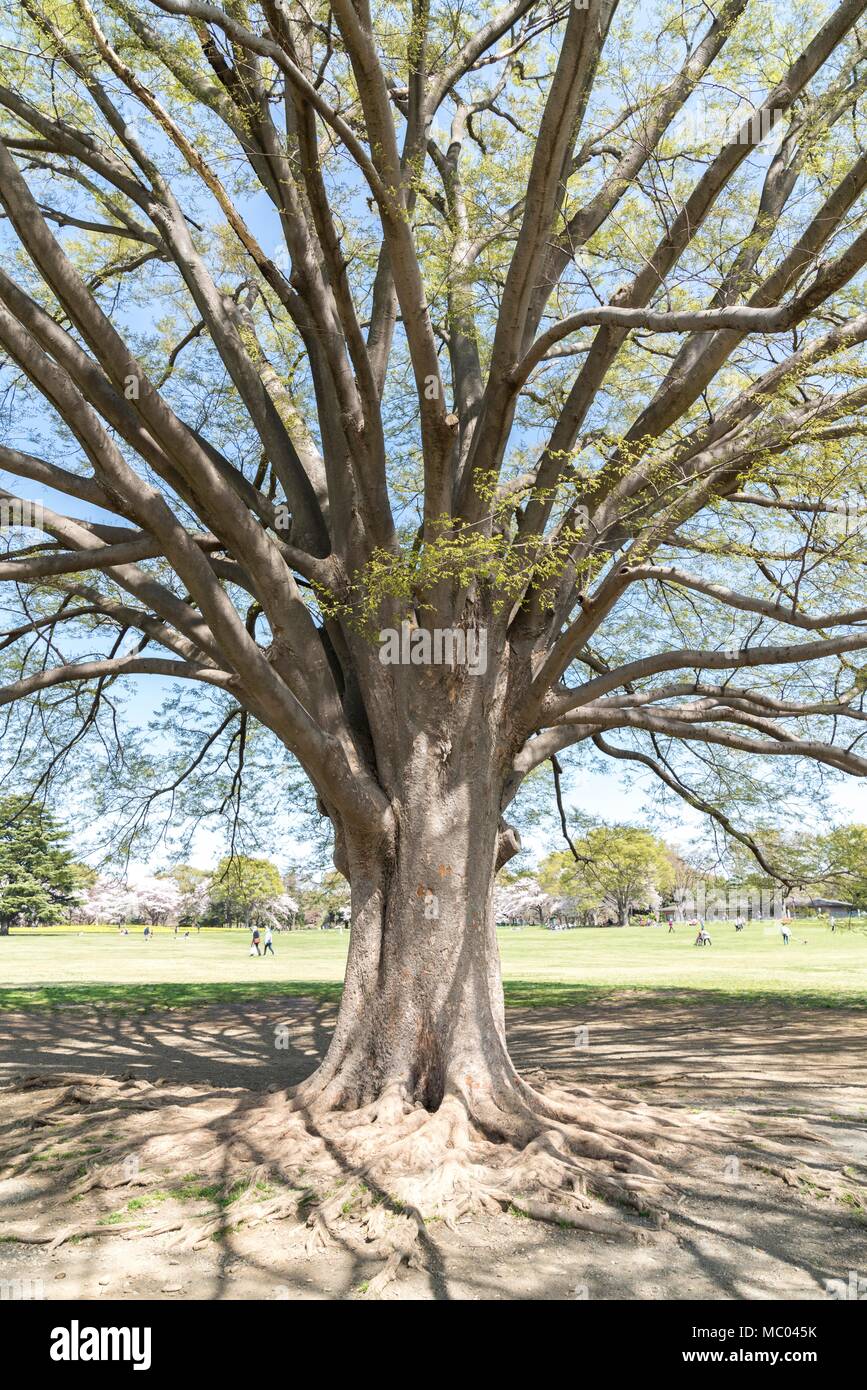 Showa Memorial Park, Tachikawa and Akishima City, Tokyo, Japan Stock ...