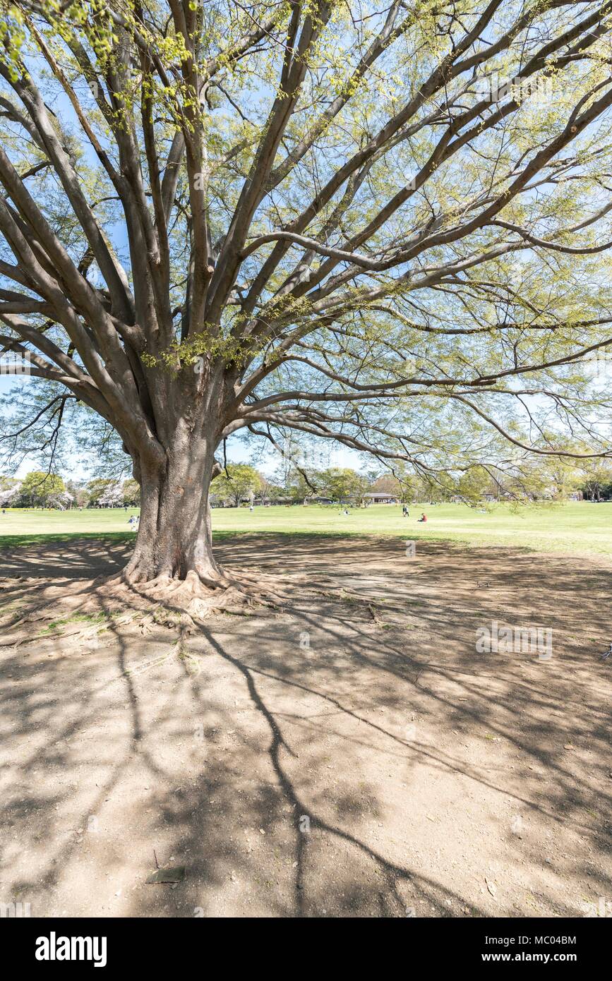Showa Memorial Park, Tachikawa and Akishima City, Tokyo, Japan Stock ...
