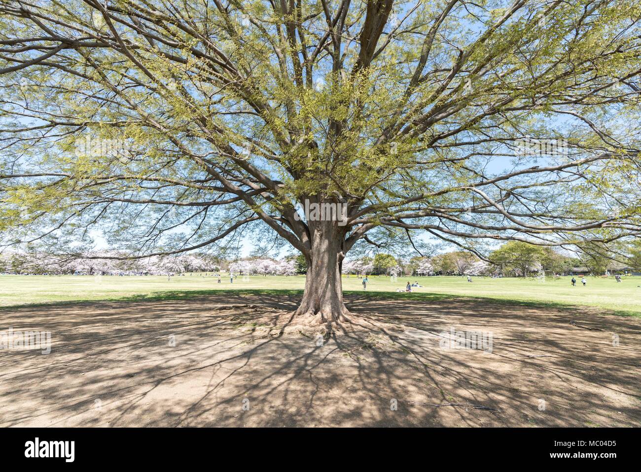 Showa Memorial Park, Tachikawa and Akishima City, Tokyo, Japan Stock ...
