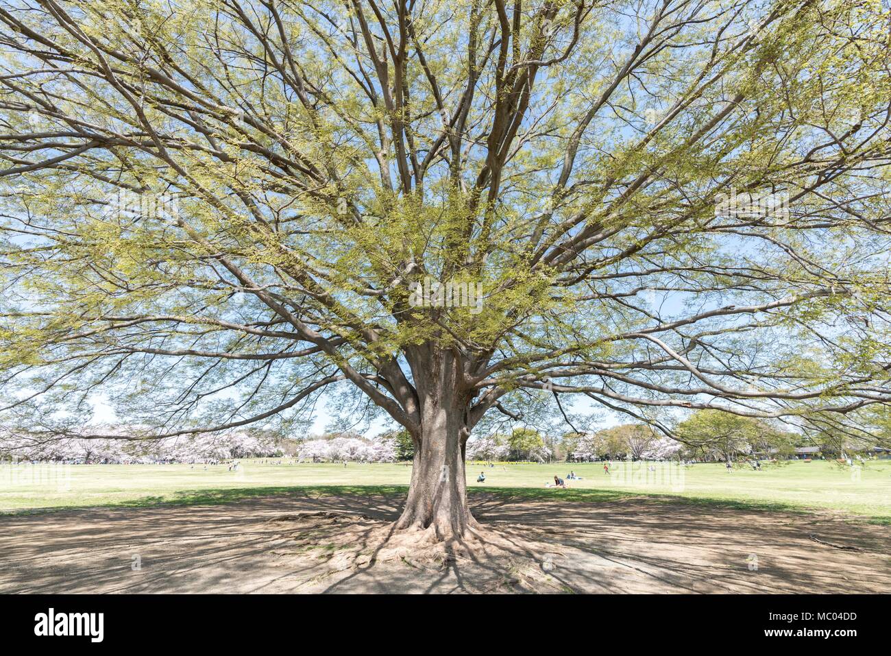 Showa Memorial Park, Tachikawa and Akishima City, Tokyo, Japan Stock ...