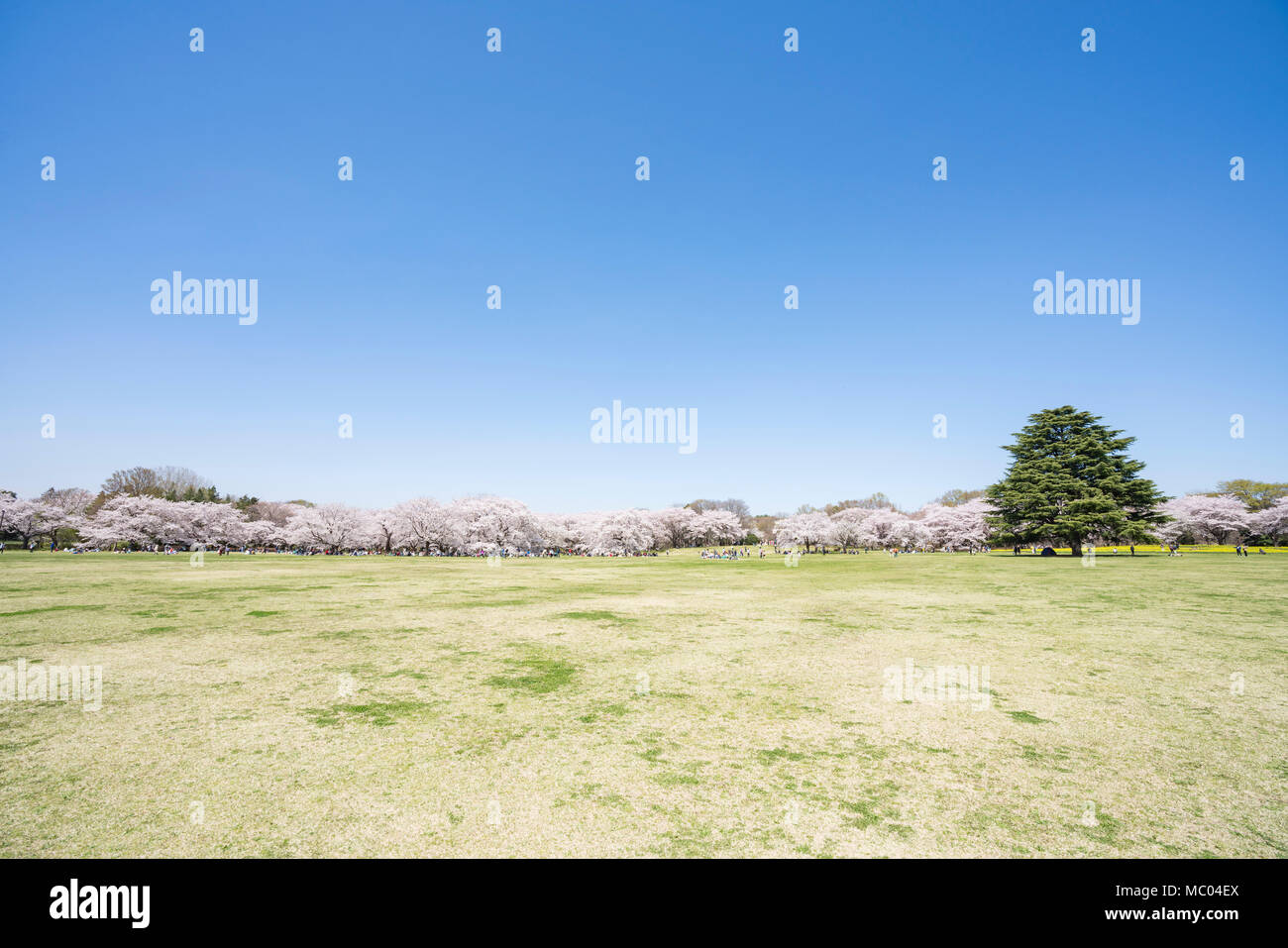 Showa Memorial Park, Tachikawa and Akishima City, Tokyo, Japan Stock ...