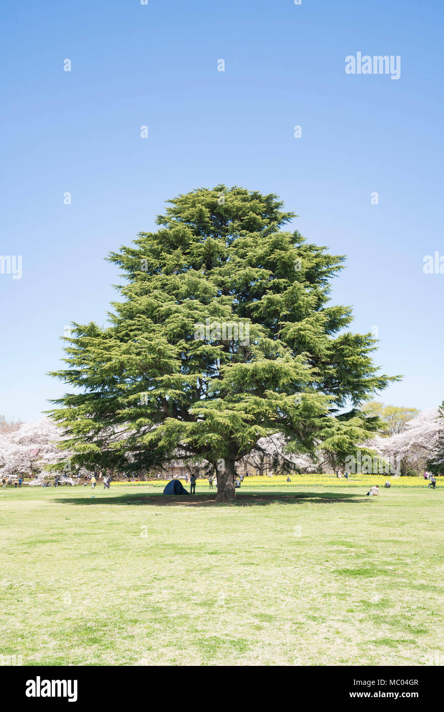 Showa Memorial Park, Tachikawa and Akishima City, Tokyo, Japan Stock ...