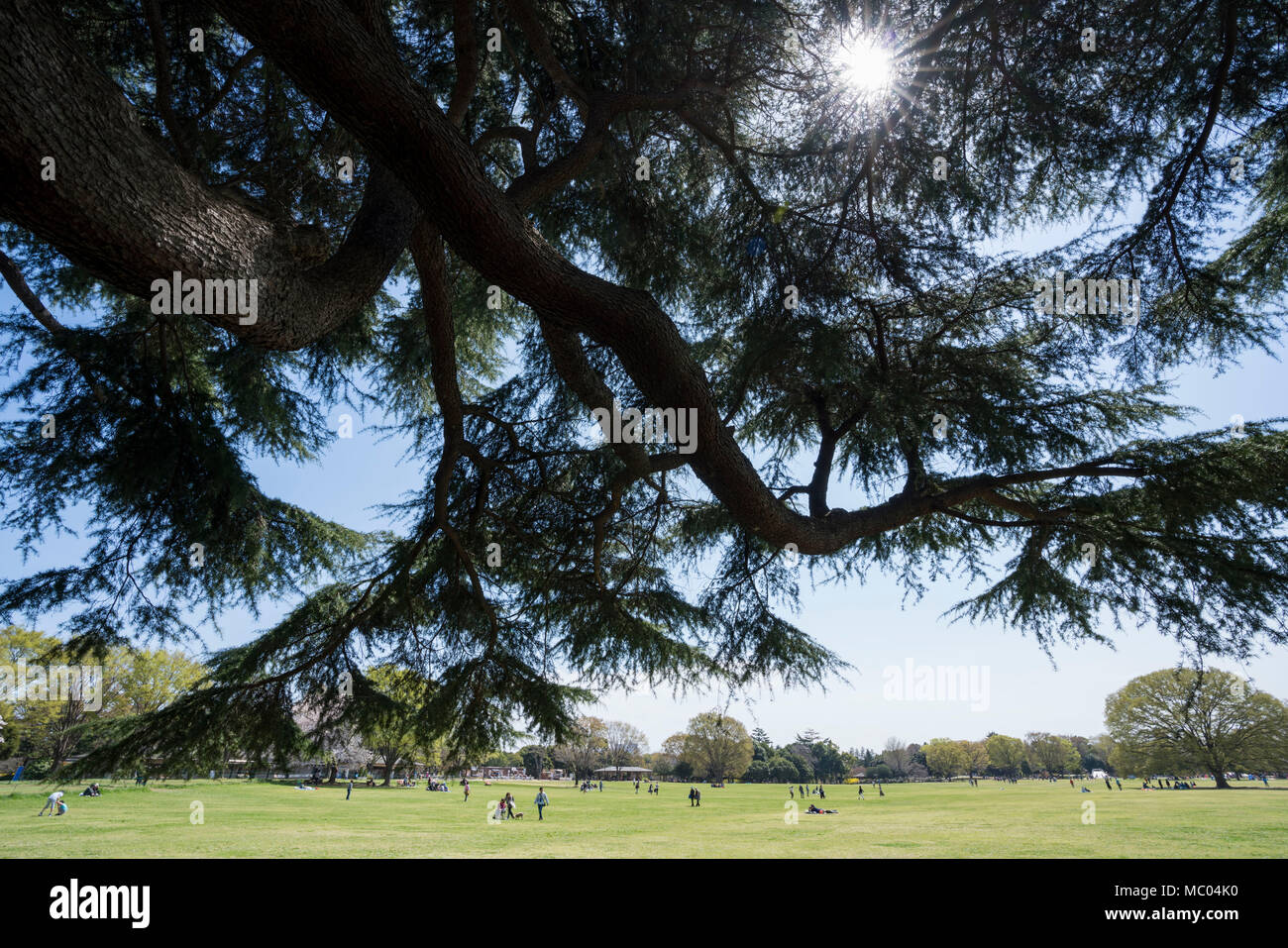 Showa Memorial Park, Tachikawa and Akishima City, Tokyo, Japan Stock ...